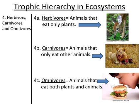 Trophic Hierarchy In Ecosystems 1 Introduction 1 A