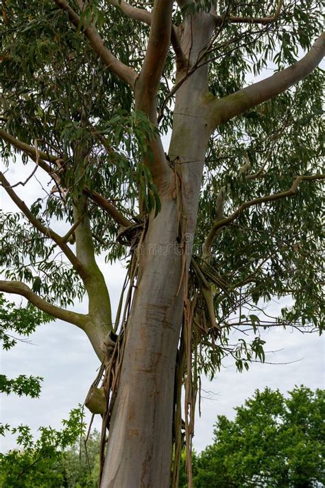 Tall Tree Trunk Of A Eucalyptus Tree Stock Image Image Of Shrub Wood