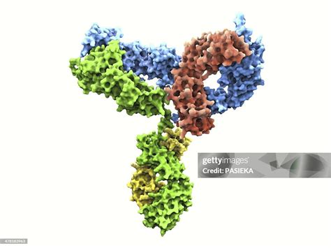 Immunoglobulin G Antibody Molecule High Res Vector Graphic Getty Images