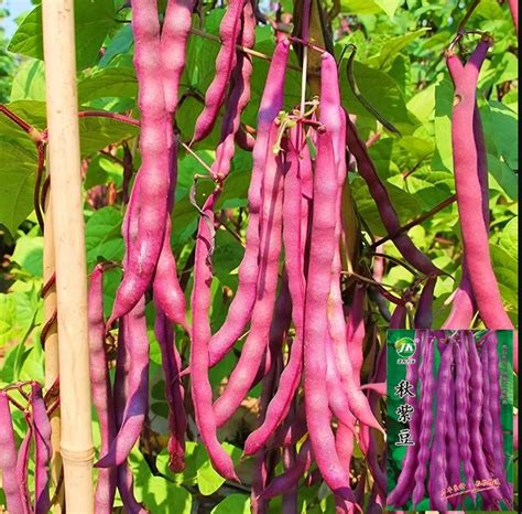 Purple Pole Bean Seeds From Bellfarm® 10 Grams Seeds