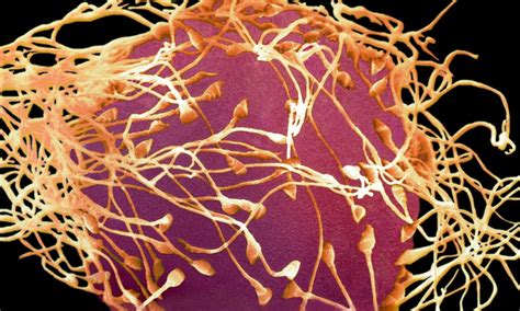 Does Having Sex Make Women More Fertile Semen Found To Trigger Ovulation In Mammals Daily