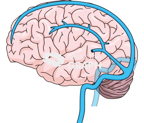 Free Brain Venous System 1 Icons Symbols Pictures And Images Mind