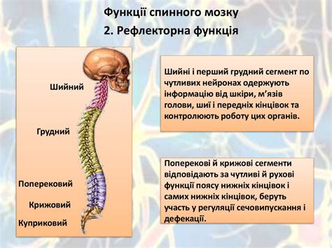 Спинний мозок Online Presentation