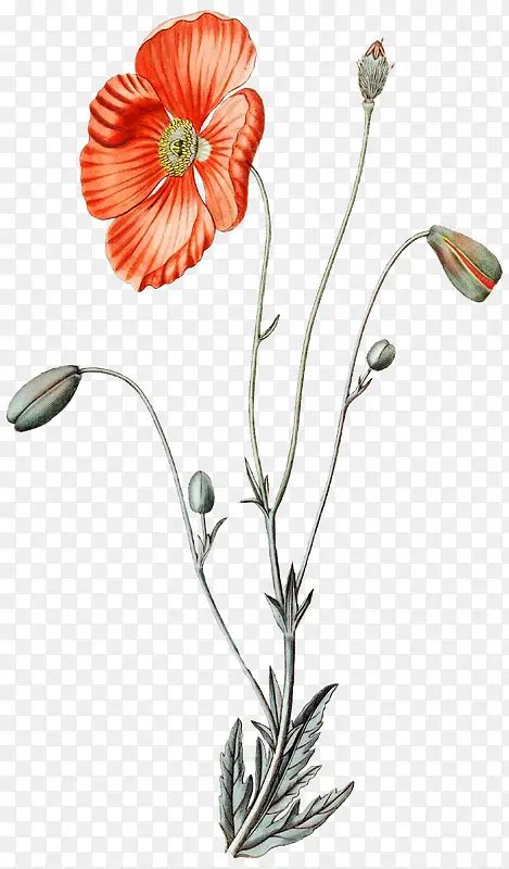 卡通花朵png图片素材下载图片编号qrvvwern 免抠素材网