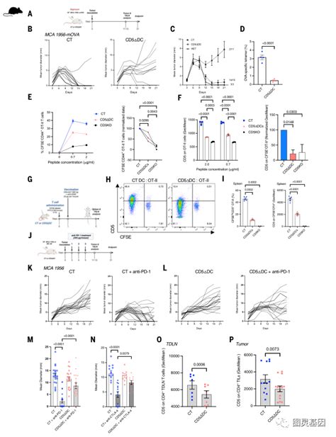 Science 表达cd5的树突状细胞指导t细胞免疫并维持免疫治疗应答 知乎