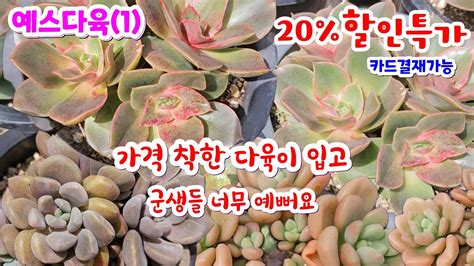 예스다육1 가격 착하게 입고된 군생 다육이 줄리아나 미니고사홍 슈가슈가 아방가르드 Youtube