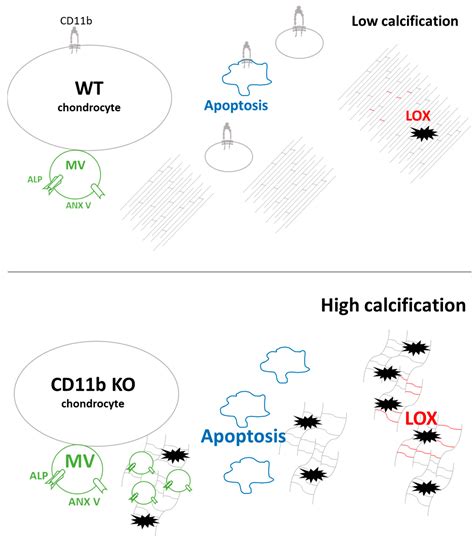 Cd11b Deficiency Favors Cartilage Calcification Via Increased Matrix Vesicles Apoptosis And