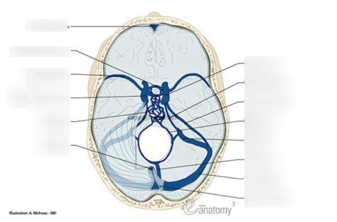 Intercavernous Sinus