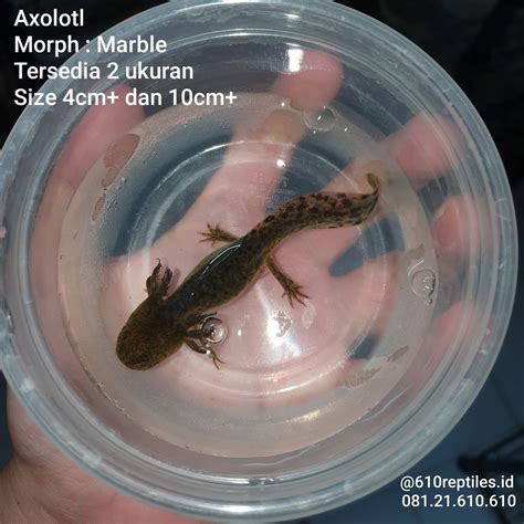 610 Reptiles Hewan Axolotl Morph Marble Axolotl