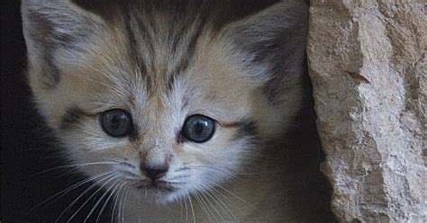 호기심 어린 표정의 모래고양이