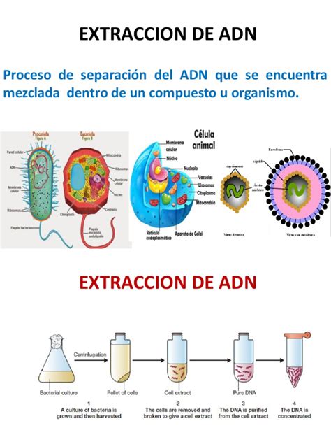 Extraccion De Adn Pdf Ciencia Y Matemáticas