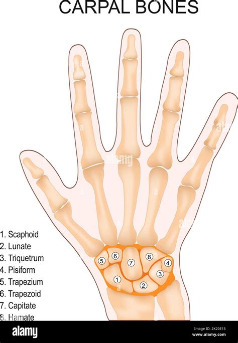 Carpal Bones Human Hand Anatomy Small Bones Of The Wrist Scaphoid