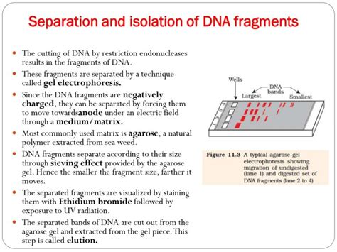 Class 12 Biology Chapter 11 Biotechnology Principles And Processes Presentation Cbse Content