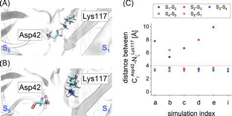 Positional Relation Between Asp42 And Lys117 At The Subunit Interface Download Scientific
