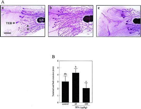 In Utero Exposure To Bisphenol A Alters The Development And Tissue Organization Of The Mouse