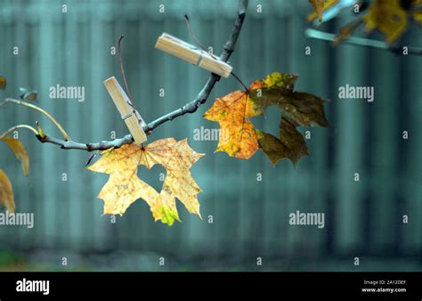 Autumn Leaves Of Plane Tree With Cutted Hearts Love Concept Very Shallow Focus Stock Photo Alamy