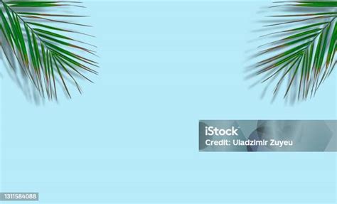 손바닥은 배경을 남깁니다 빈 색의 배경에 열대 손바닥 잎 여름 열대 태양 휴가 개념 개념에 대한 스톡 사진 및 기타 이미지 Istock