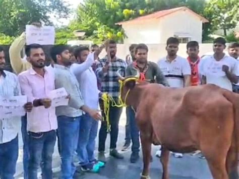 Rajasthan Lumpy Virus Abvp Workers Protest With Cow Outside Of Gopalan Minister Residence