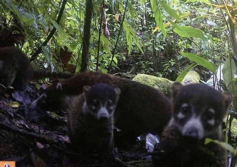 Behavior Tendencies Of White Nosed Coati Nasua Narica At Differing