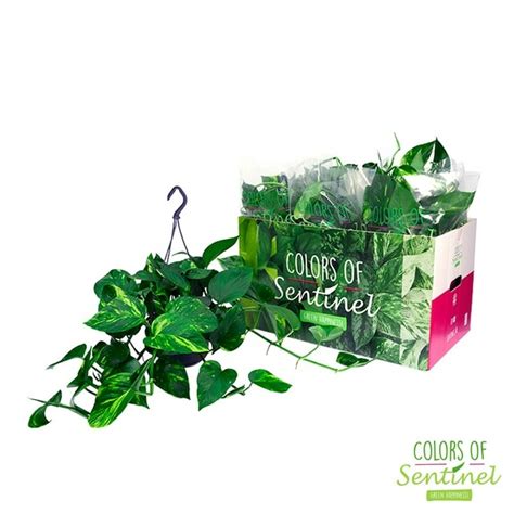 Epipremnum Pinn Hangpot 15 Cm Tuincentrum Bull