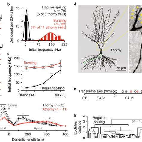 Simultaneous Recordings Of Sharp Wave And Ripple Oscillations In Ca1