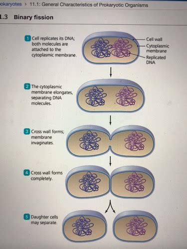 Binary Fission Prokaryotes