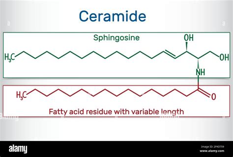 Sphingolipid Structure