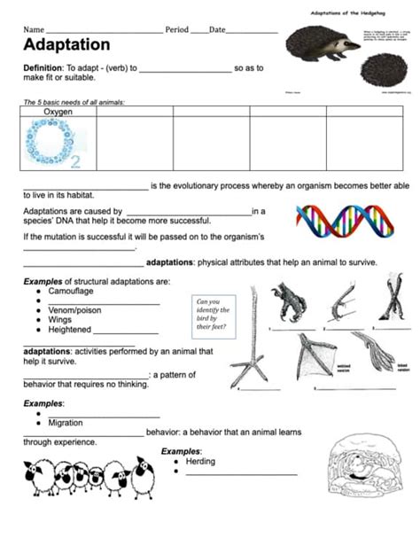 Adaptation Slides Behavioral Vs Structural Adaptations Evolution Unit