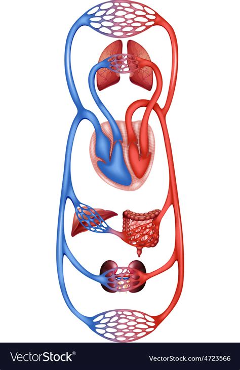 Circulation Royalty Free Vector Image VectorStock