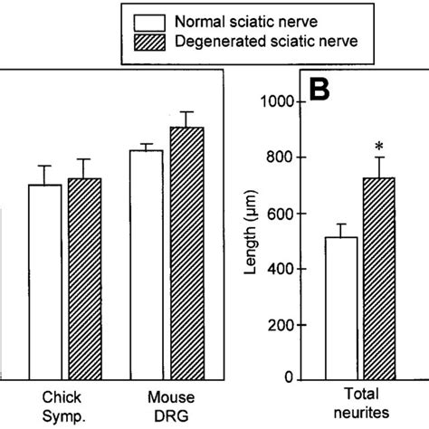 Comparison Of Neurite Outgrowth On Normal And Degenerated Sciatic Nerve Download Scientific