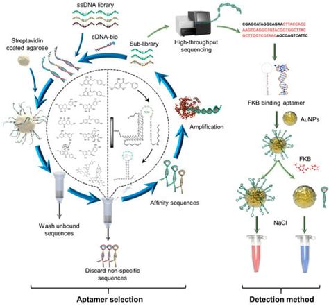A Label Free Colorimetric Aptasensor For Flavokavain B Detection