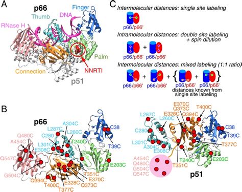 Spatial Domain Organization In The Hiv 1 Reverse Transcriptase P66