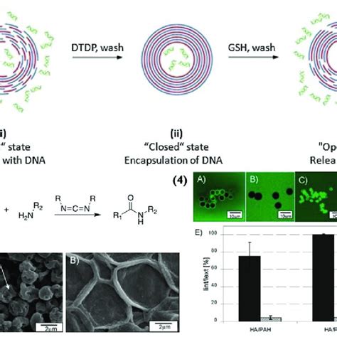 1 Schematic For The Encapsulation And Release Of Dna Within