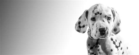 Animal Health In Navi Mumbai By Hikal Ltd Id 26109807091