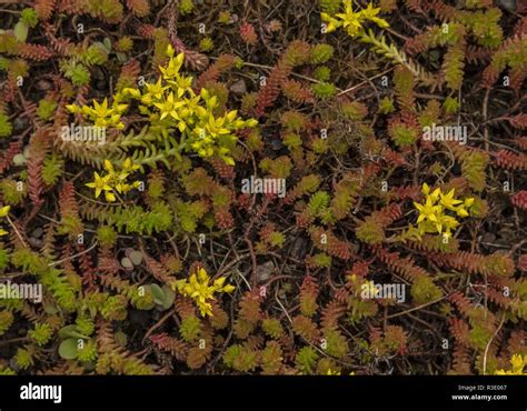Six sided stonecrop hi-res stock photography and images - Alamy