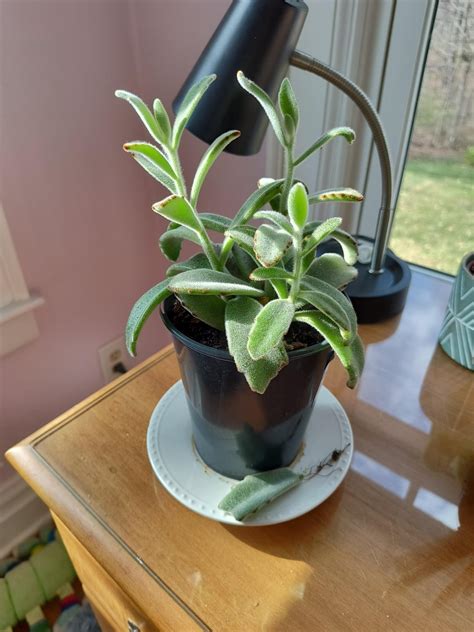 need help for propagation check captions for my confused explanations