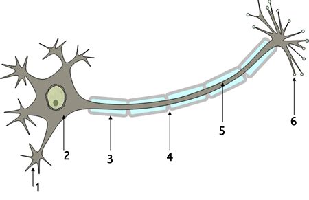 Diagram Of AQA Psychology Neuron Structure Quizlet