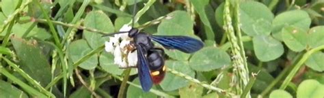 What Are These Wasps Hovering Over My Lawn Viettes Views