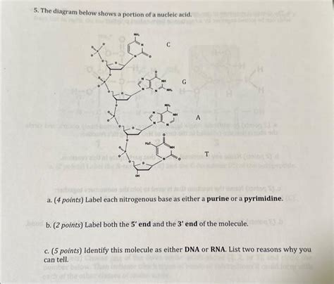 Solved 5 The Diagram Below Shows A Portion Of A Nucleic
