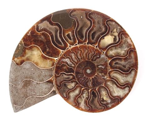 Recrystallization Fossil