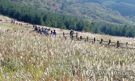 억새 핀 영남알프스 간월재 연합뉴스