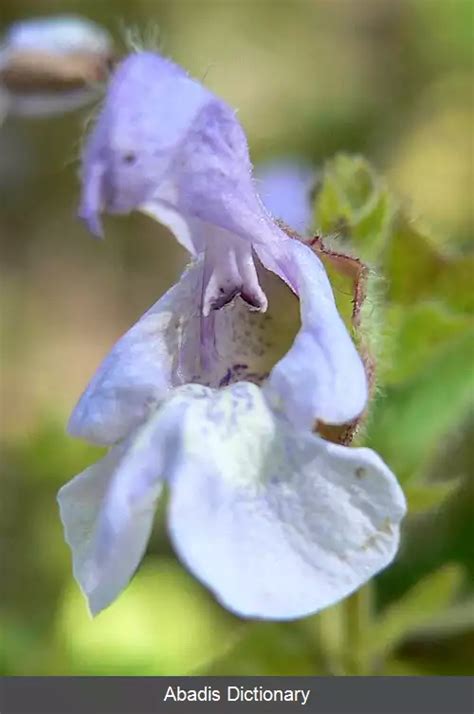 مریم گلی افریقایی معنی در دیکشنری آبادیس