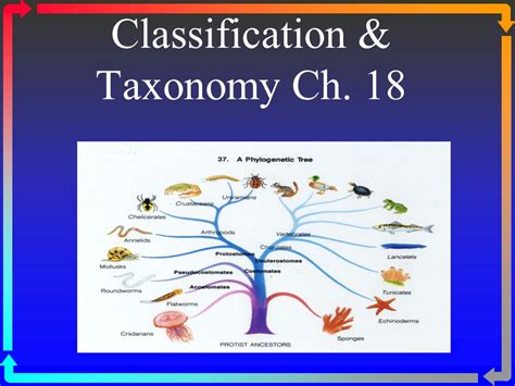 Taxonomy Classification Examples