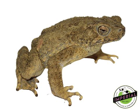 Asian Giant Toad For Sale Imperial Reptiles Imperial Reptiles And Exotics