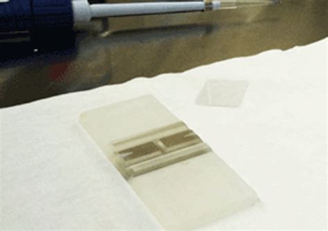 How To Count Cells Using A Hemocytometer Revvity