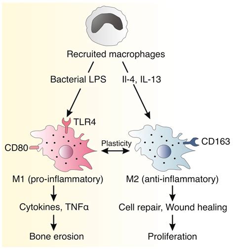 Macrophage Activation