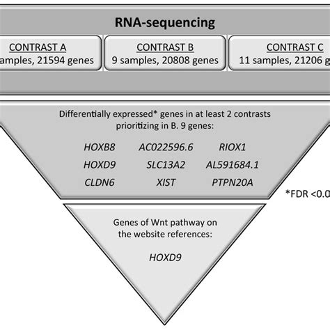 Selected Genes Potentially Involved In The Wnt Signaling Pathway Genes