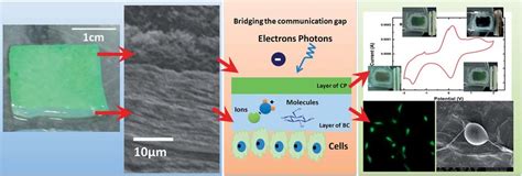 Schematic Diagram Of A Biology Device Interface Download Scientific Diagram