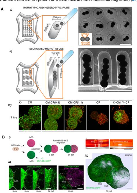 Figure 2 From Cell Aggregate Assembly Through Microengineering For