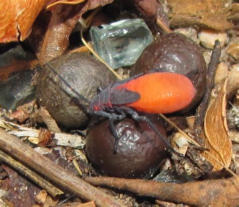 Bug Eric Red Shouldered Bug